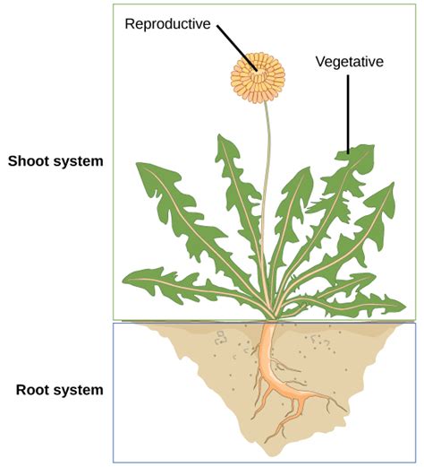 301 The Plant Body Biology Libretexts