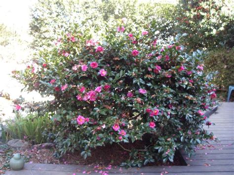 Camellia Sasanqua Shishi Gashira Is One Of My Favorite Camellias