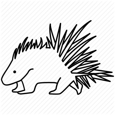 Porcupine Line Drawing At Getdrawings Free Download