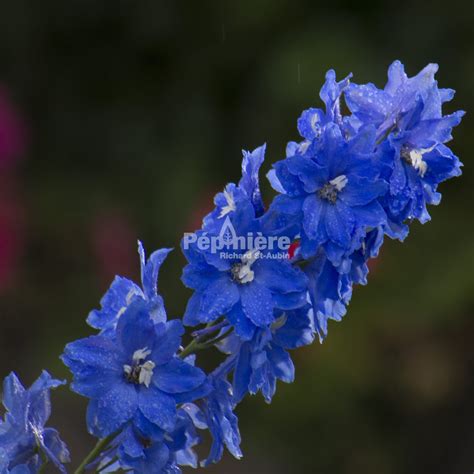 Delphinium Elatum Dasante Blue Pépinière Richard St Aubin