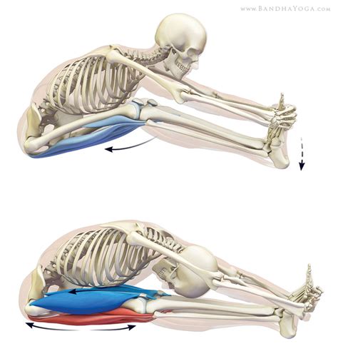 Hamstring Reflex At Liam Fincham Blog