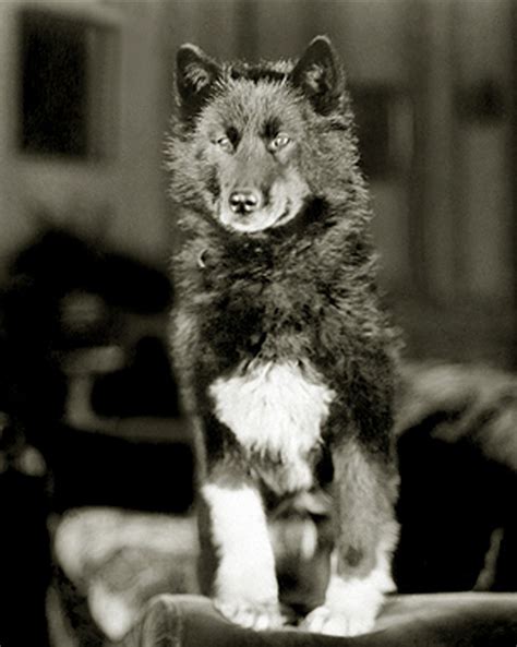Geneticists Link Dna Of Famed Sled Dog Balto To Modern Breeds Cornell
