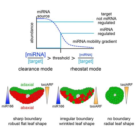 What Is A Threshold In Biology At Will Dakin Blog