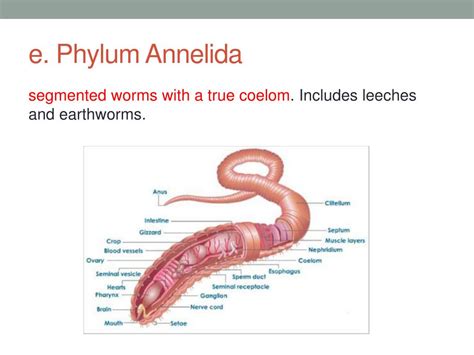 Ppt Invertebrate C Omparative Anatomy Powerpoint Presentation Free