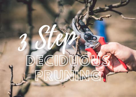 3 Step Pruning For Deciduous Trees Merrifield Garden Center