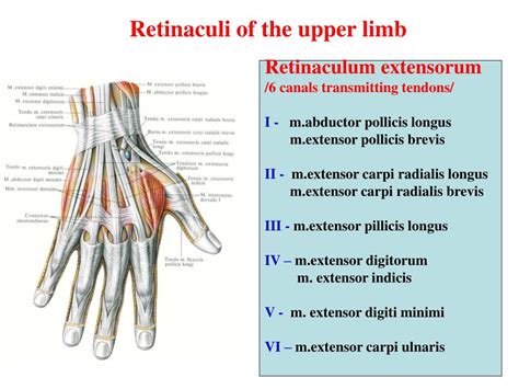 Ppt Functional Anatomy Of The Muscles Of The Limbs Powerpoint