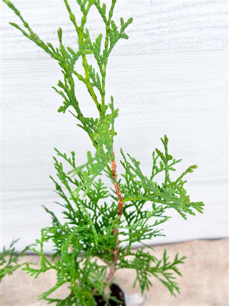 Le Cèdre Brandon Idéal Pour Votre Haie De Cèdres Arbresenligne