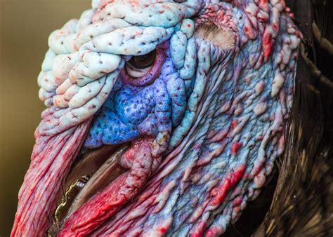 Wild Turkey Behavior And Habitat Guide Feathered Farm Life