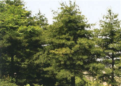 华山松 园林景观植物