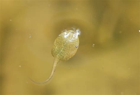 Boreal Digging Frog From Shunyi District Beijing China On August 2