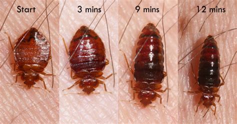 Bed Bug Behavior And Habits What Do Bed Bugs Do