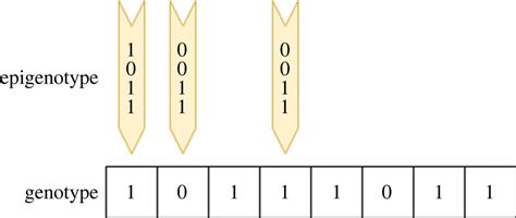 An Epigenotype With Epigenetic Tags For Some Genes In The Genotype