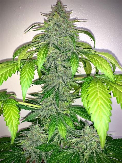 Deez Nuggs Luscious Genetics