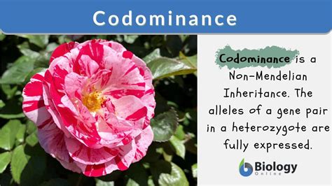 Codominance Examples In Genetics And Nature