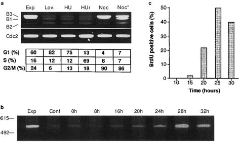 Cell Cycle Regulation Of Cdc25b Mrna Expression A The Expression Of