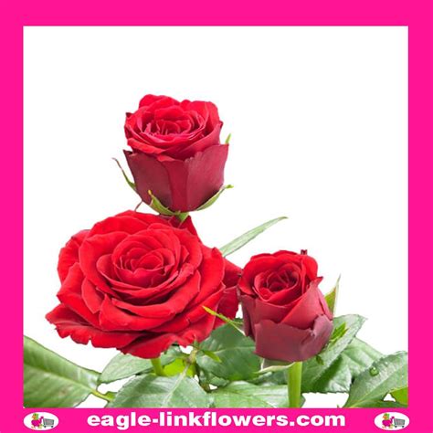 Upper Class T Hybrid Roses Eagle Link Flowers