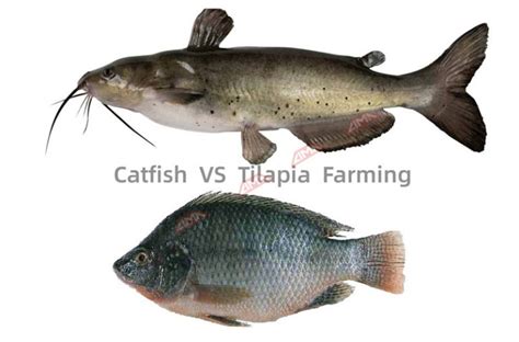 Catfish Vs Tilapia Farming Which Is More Profitable