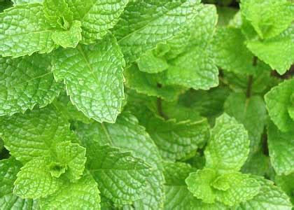 Spearmint