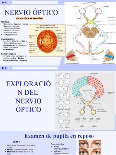 Bilder Von Folleto Tomografia Del Nervio Optico Rjhmwb