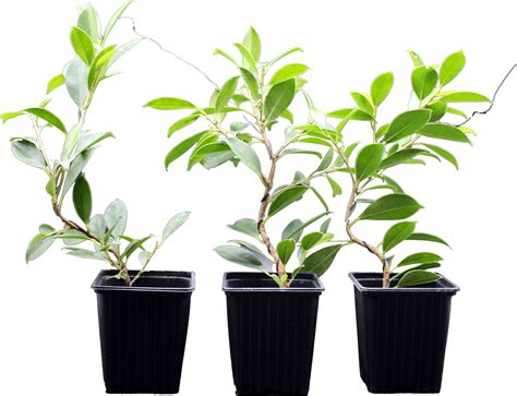 Ficus Microcarpa Tiger Bark