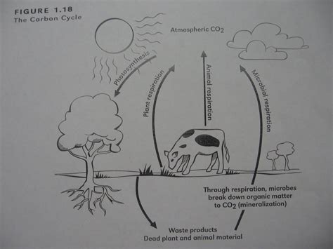 Cfs Tommy The Nitrogen Cycle