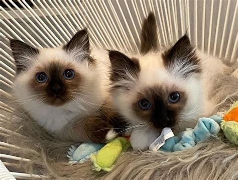 X Birman Kittens For Sale Birman Kitten Arriving In 2023 Birman
