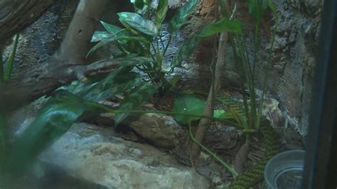 San Antonio Zoo Brings Back Cry Me A Cockroach Fundraiser