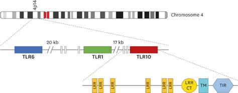 Tlr10 And Its Unique Anti Inflammatory Properties And Potential Use As