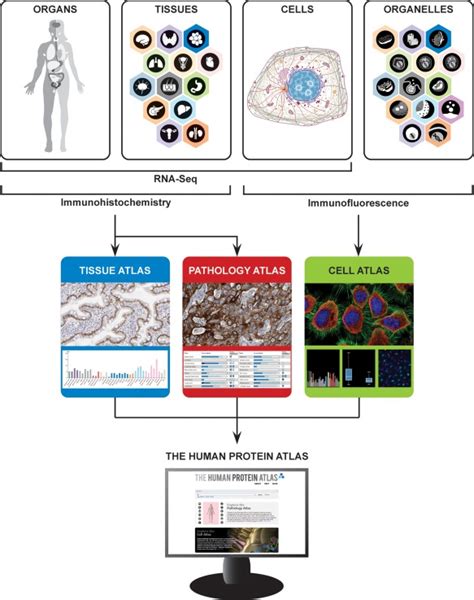 The Human Protein Atlas A Spatial Map Of The Human Proteome Pmc