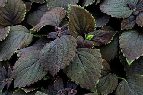 17 Purple Leafed Plants For Your Garden Garden Design