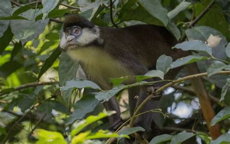 Budongo Forest Incredible 2025 Safari With Primates Birds And More