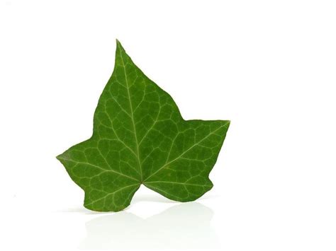 Alpha Kappa Alpha Sorority Plant Leaf