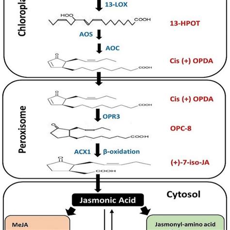 Jasmonic Acid Signaling Pathway Under Normal And Stress Conditions Ja