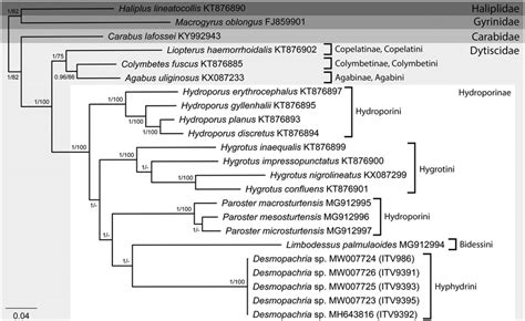 Majority Rule Consensus Phylogram Of The Bayesian Inference Showing The