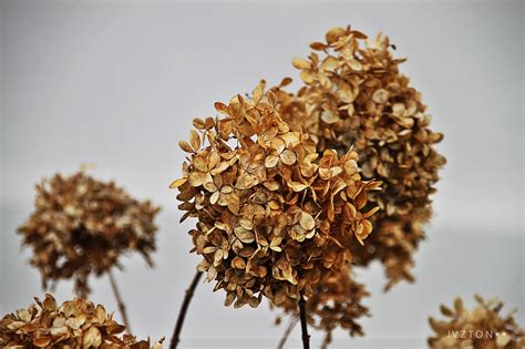 How To Dry Hydrangeas For A Beautiful Arrangement The Daily Blooms