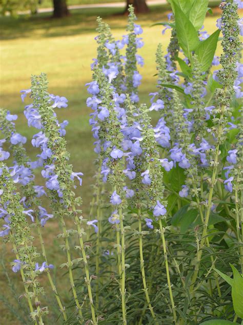 Salvia Azurea Var Grandiflora Bustani Plant Farm