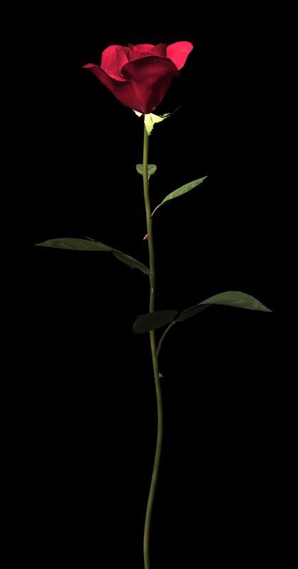 Maya Flower Red Rose