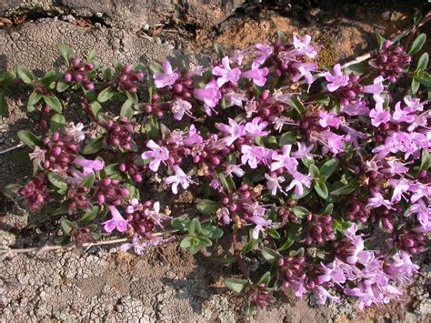 How To Plant And Grow Thymethymus Mongolicus