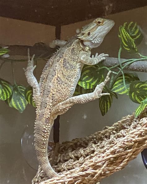 My Guy Rasmodius Knows How To Hang R Beardeddragons