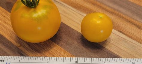Same Seed Pack Two Vastly Different Sizes Rtomatoes