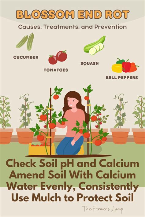 Blossom End Rot Causes Treatment And Prevention