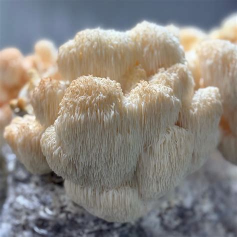 Lions Mane Mushroom A Natural Nootropic And Immune Booster Mycolove Farm