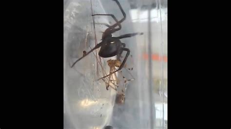 Black Widow Vs Daddy Long Leg Youtube