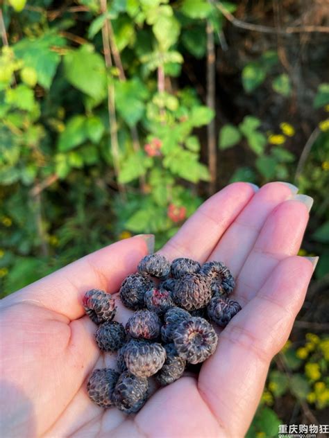 5月打野合集｜刺泡儿、乌泡儿、笋子、木姜子、枇杷、菌子 游山玩水 重庆购物狂
