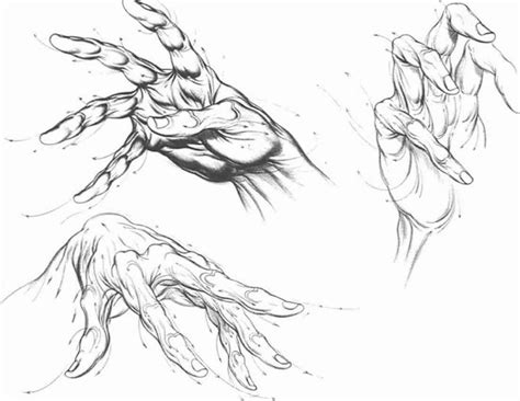 Anatomy The Hand Anatomy Drawing Anatomy Sketches How To Draw Hands