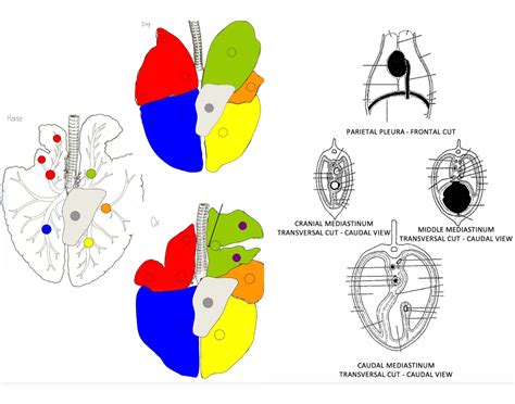 Lower Respiratory System Resp Quiz