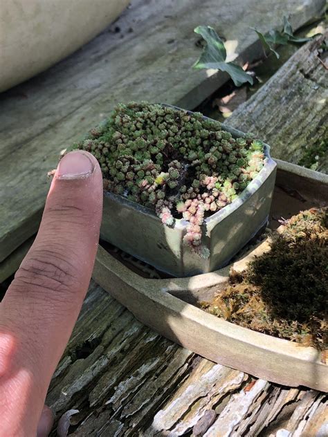 Behold Incredibly Tiny Sedum 🙏 Rsucculents