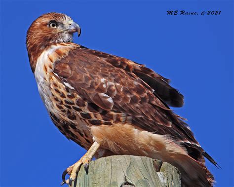 Desert Red Tailed Hawk