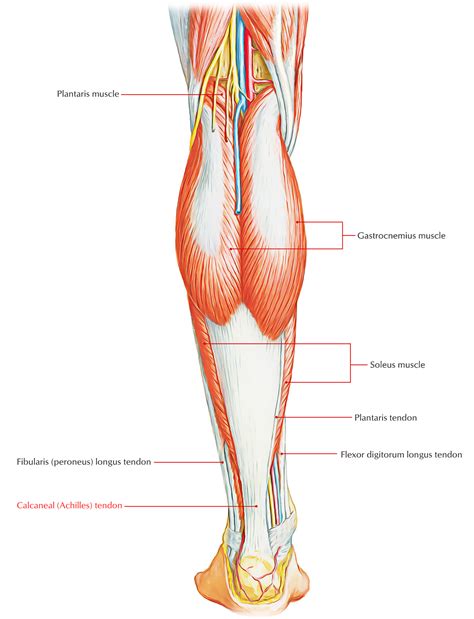 Achilles Tendon Calceneal Tendon Triceps Surae Part Earths Lab