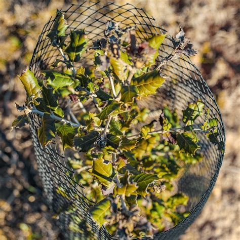 Reforestació Osmon Milloresforestals Biodiversitat
